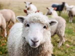 What is the difference between the two types of Eid? - Immi Moms